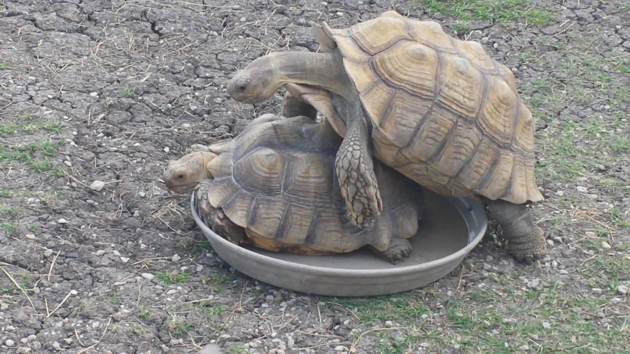 Turtles mating - YouTube