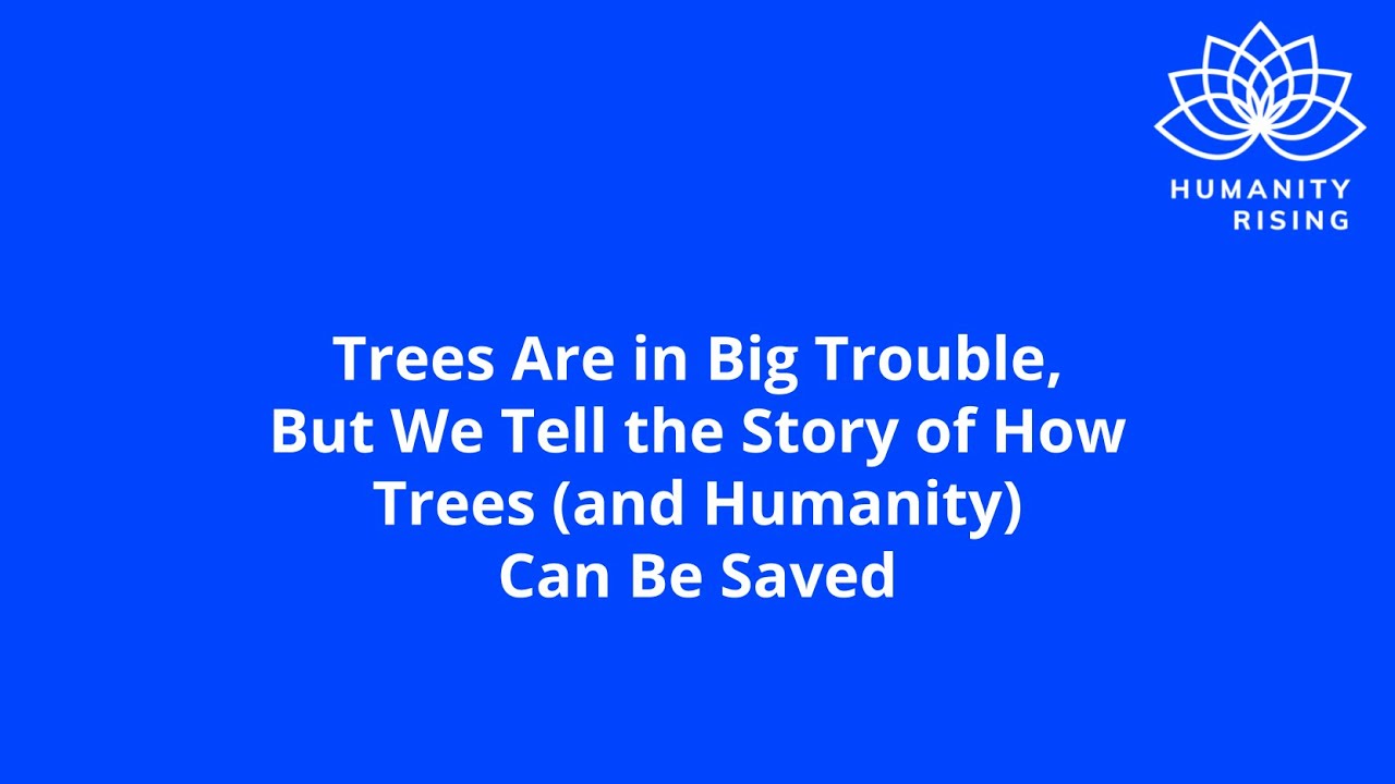 Humanity Rising Day 739: Trees Are in Trouble - How Trees (and Humanity ...