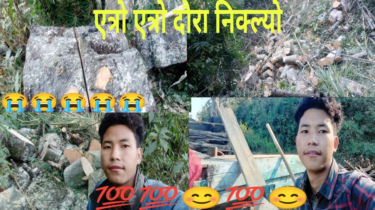 Eauta rukh bata eatro daura niklyo // 😲😲😲 mehel ko rukha #new #comedy # ...