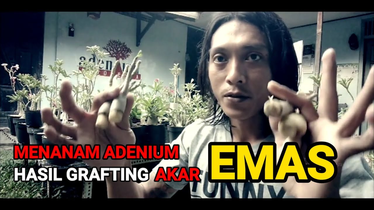 Grafting akar emas ( part 2 ) menanam adenium hasil grafting - YouTube