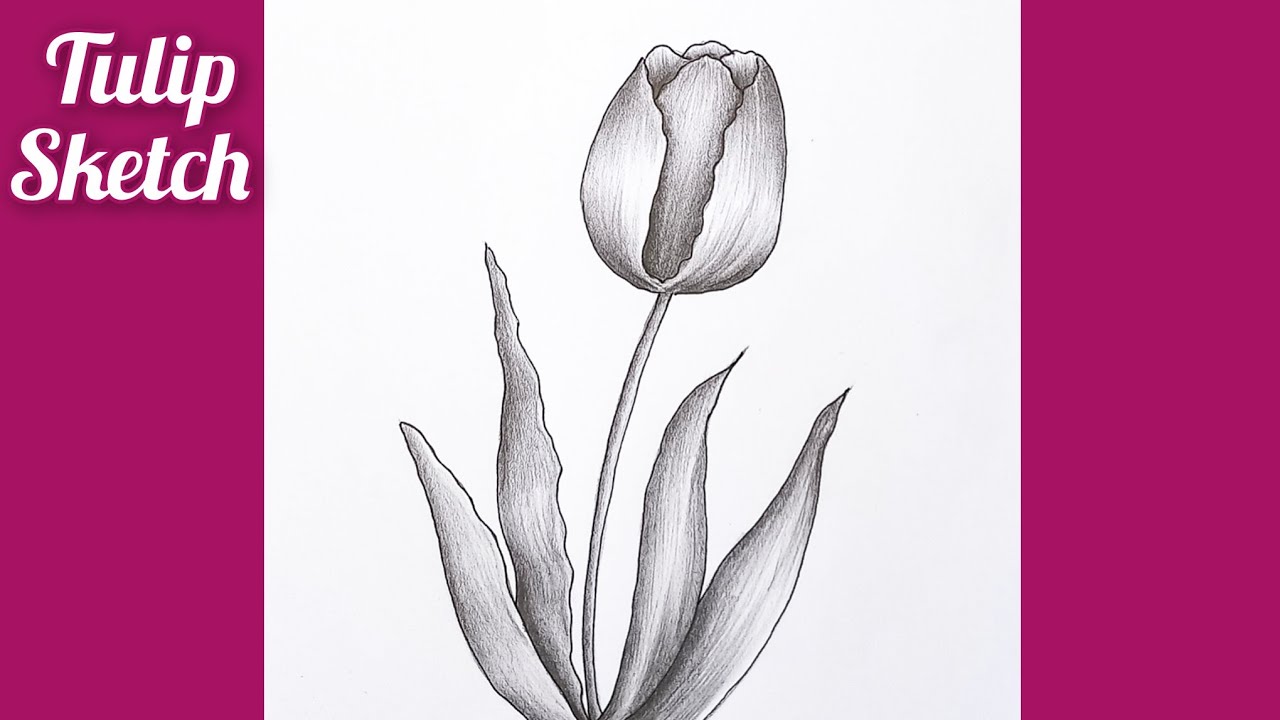 How To Draw A Realistic Tulip Step By Step With Pencil