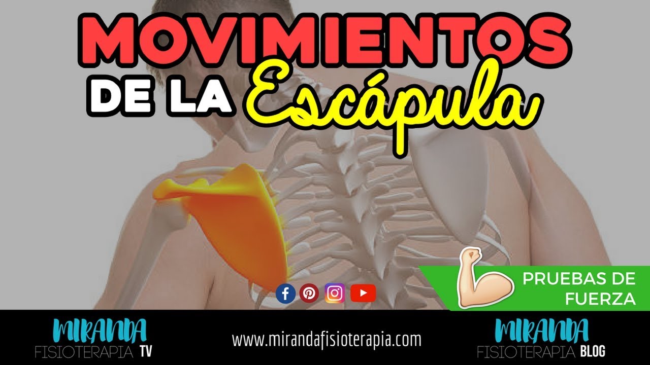 MOVIMIENTOS DE LA ESCÁPULA | PRUEBAS DE FUERZA | Miranda Fisioterapia ...