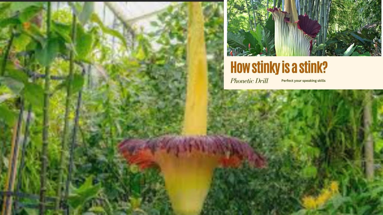 How Stinky is this flower - YouTube