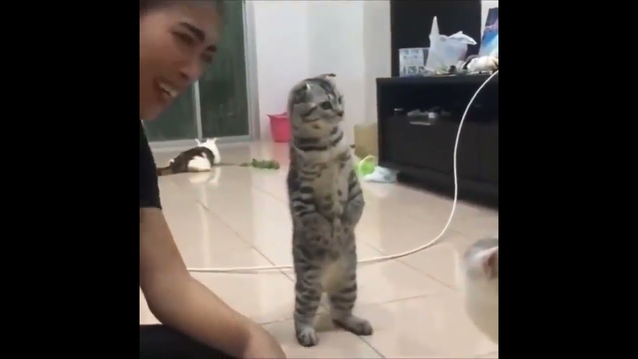 Funny Cat Videos - YouTube