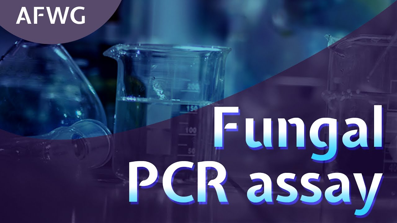 Optimising Fungal PCR Assays – Dr S Kidd - YouTube