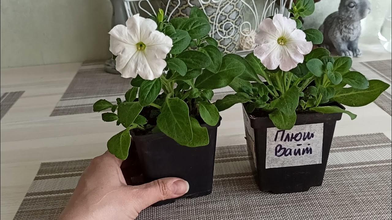 Петуния Плюш вайт и Изи вейв вайт. Разница. - YouTube