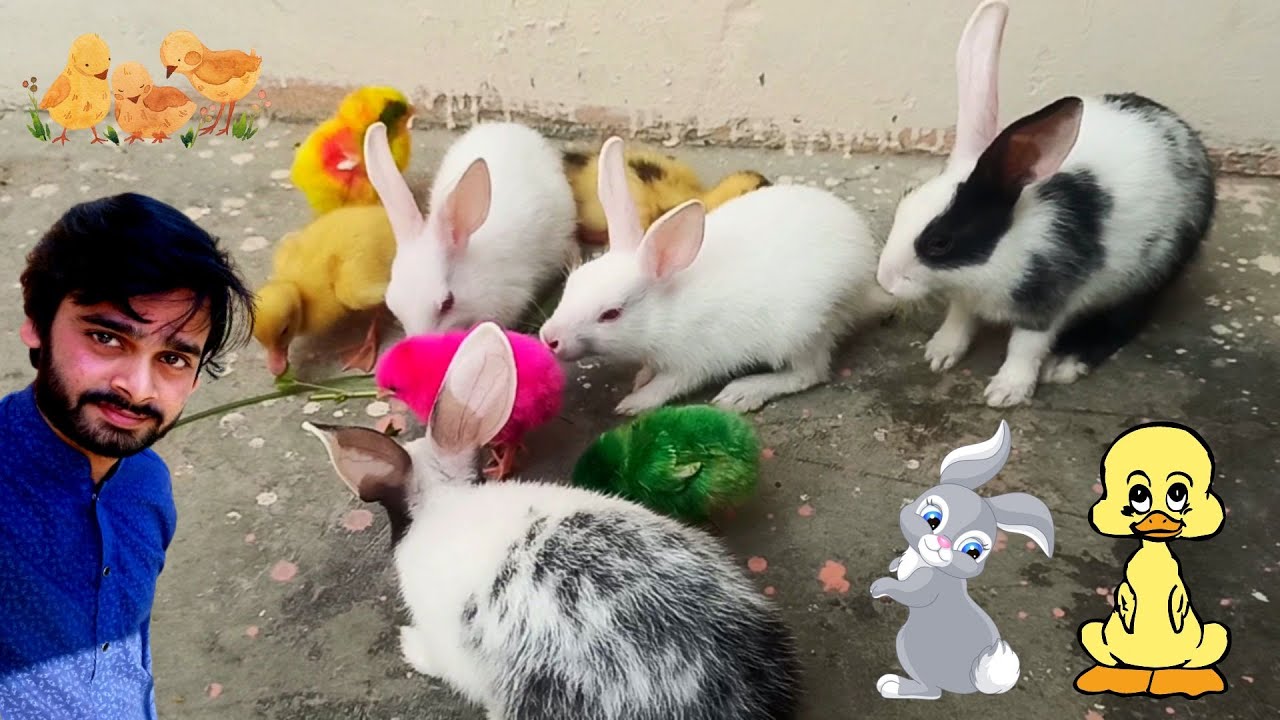 Battakh aur khargosh k bache aur farmi colorful chooze paal liye jo k ...