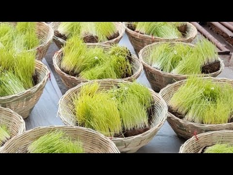 #Lonara Ki Gangaur Mata 05-04-2022