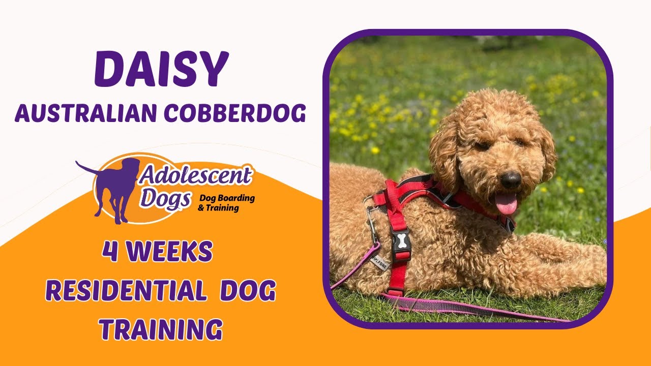 Daisy the Cobberdog - 4 Weeks Residential Dog Training - YouTube
