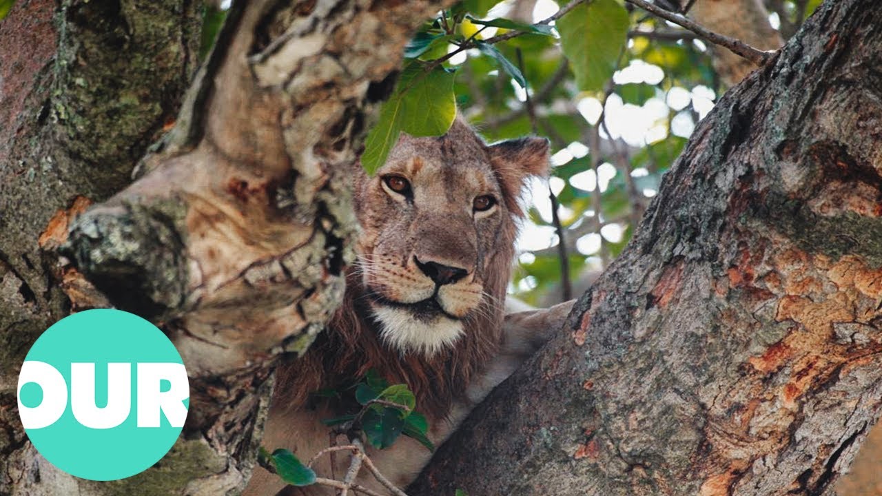 These Endangered Lions Live In Trees To Survive | Our World - YouTube