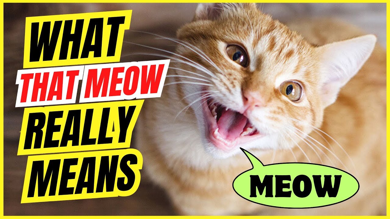 What Your Cat’s Meow REALLY Means 😺 - YouTube
