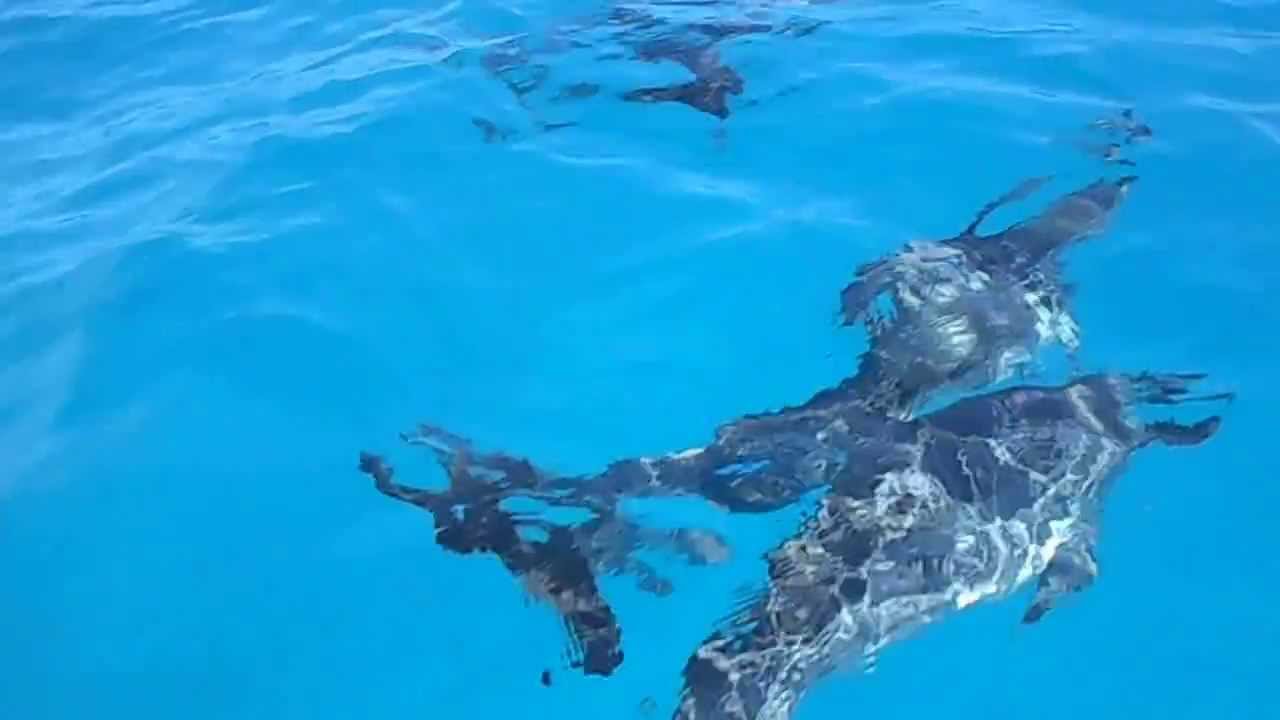 Watch the Wild Dolphins at Moon Reef Bay Fiji - YouTube