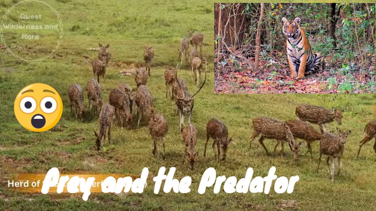 Exploring Nagarhole National Park: Close Encounters With Tigers And ...