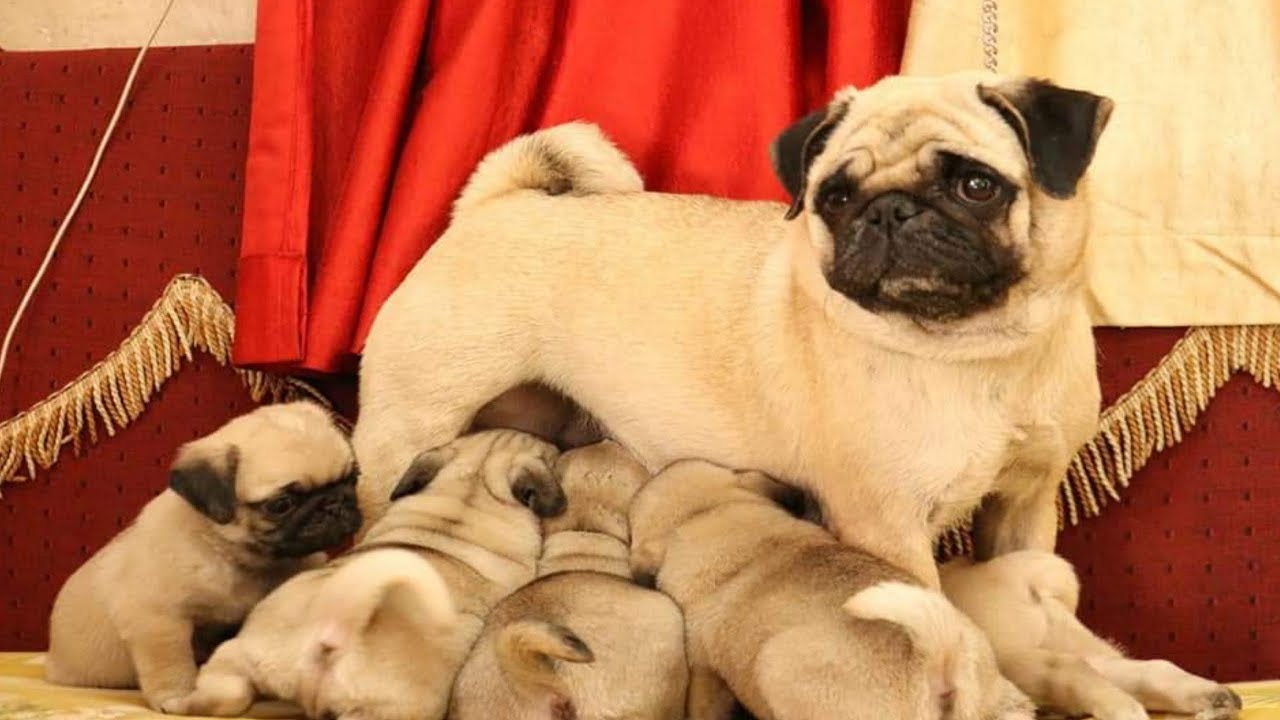 Top quality pug puppies for sale || wholsale and Retail || cheapest ...