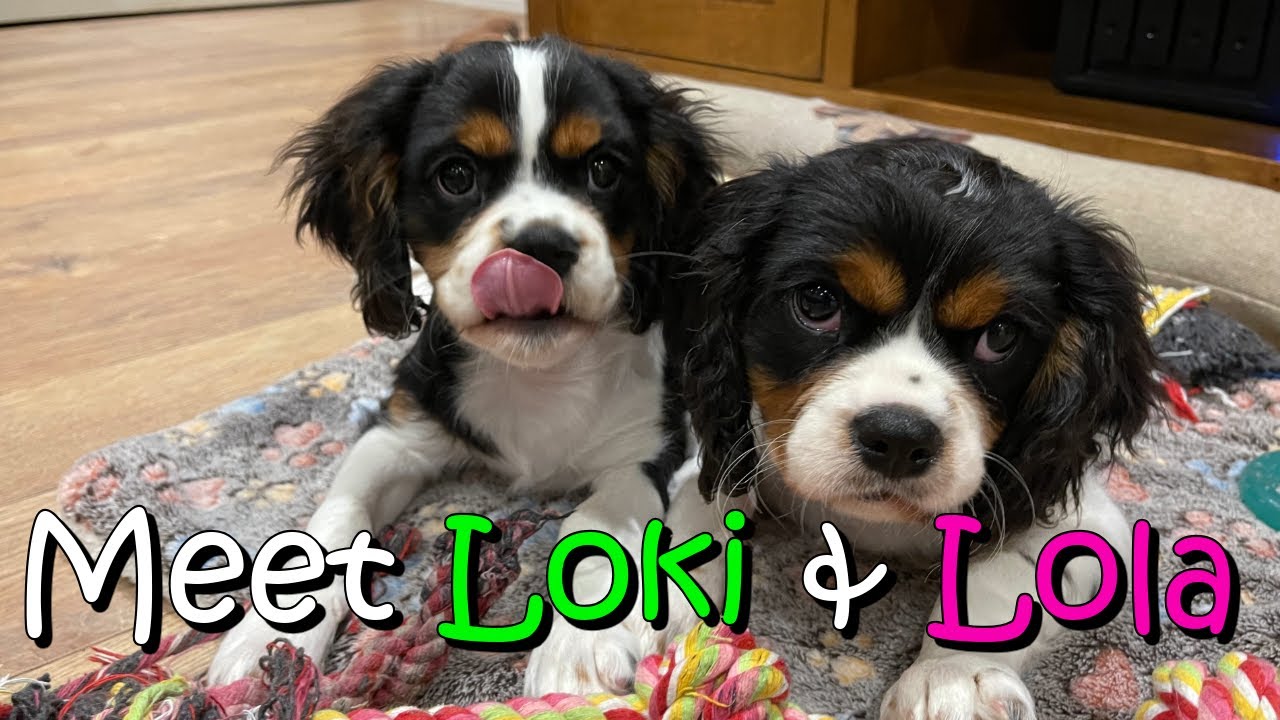 Discover the Dynamic Duo: Loki and Lola! - YouTube