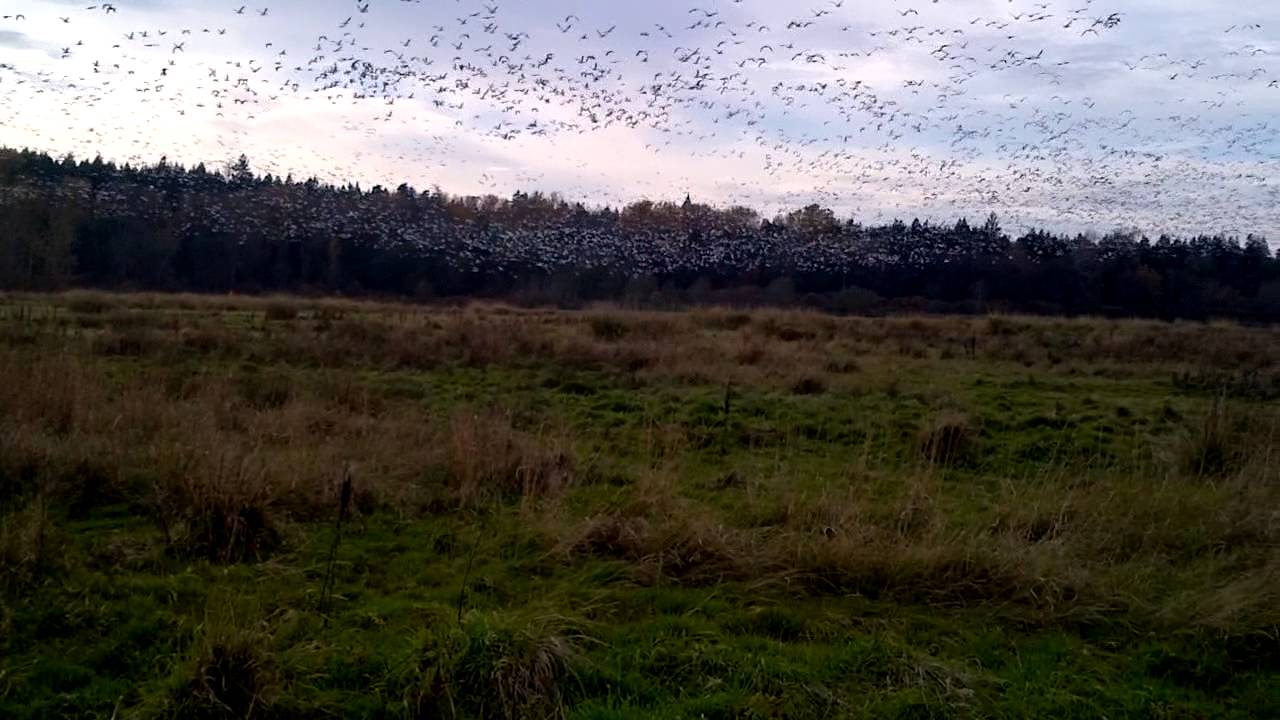 Snow geese shot on Southlands while using the Pacific Flyway - YouTube