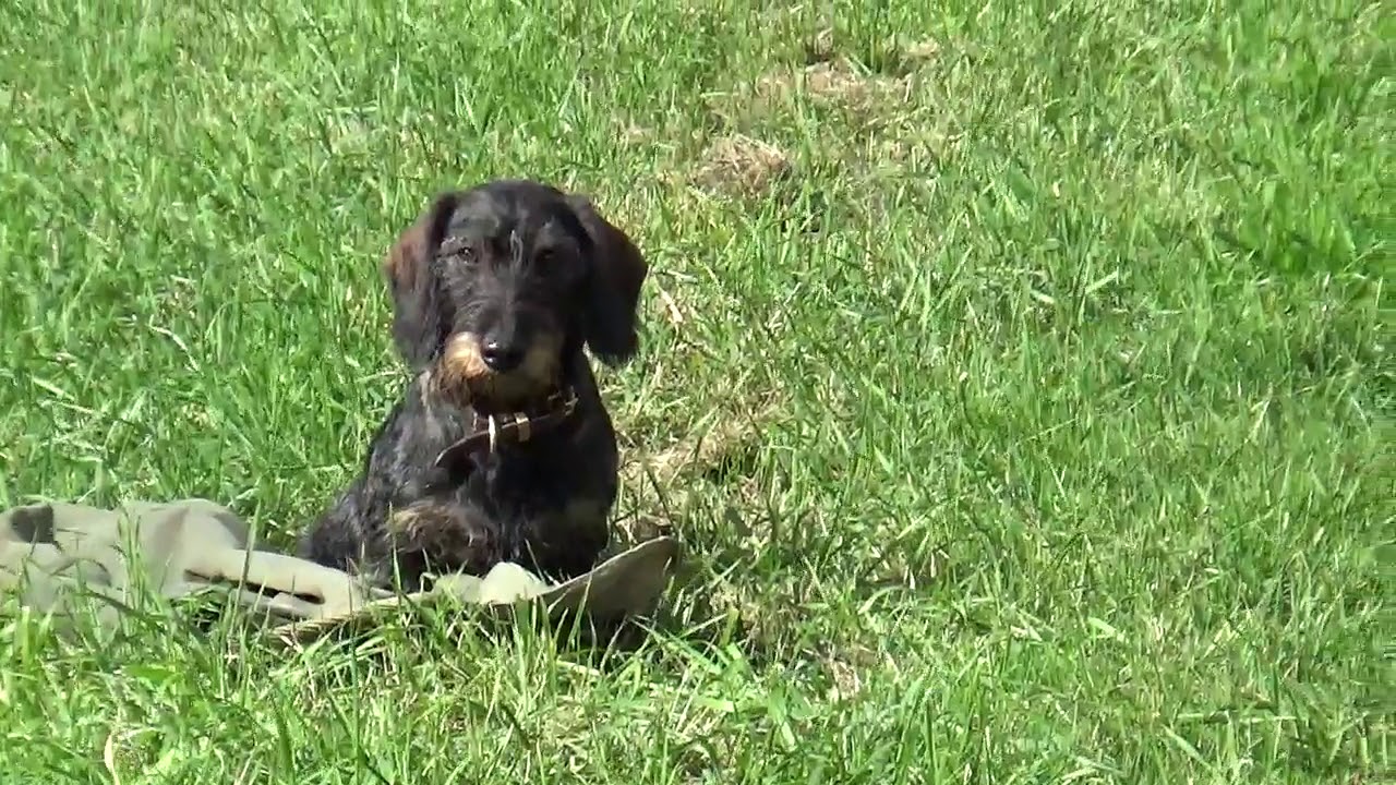 Working Teckel - Hendrix steady to shot - 9 months - YouTube