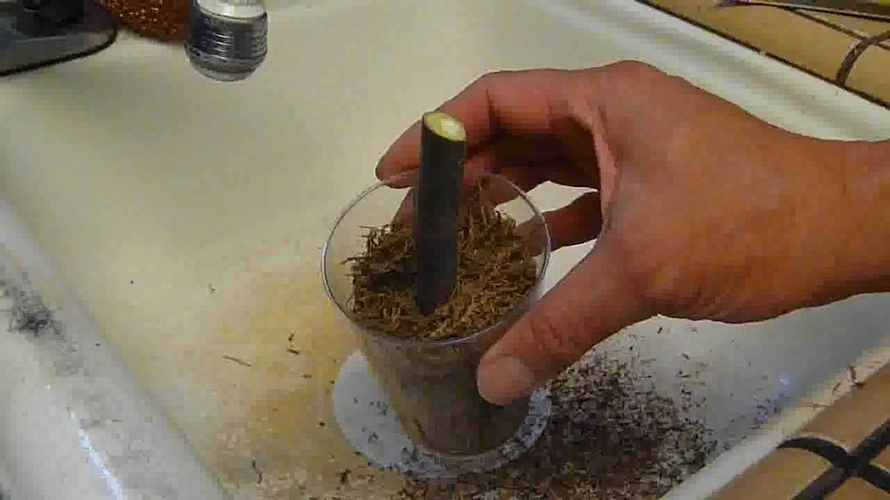 Fig Tree Cuttings Black Mission Ficus Carica part 1 - YouTube