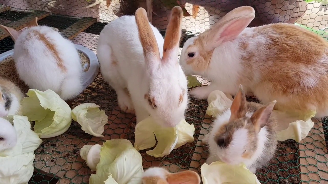 Baby Rabbits with Their Mom and Dad, Now they became to Big Family ...