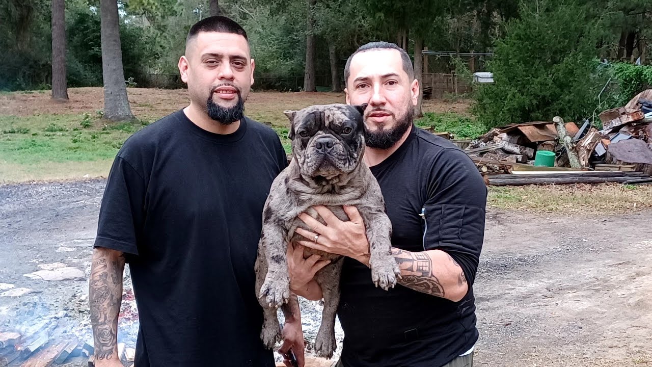 Yoko The Merle Exotic at his Ranch - YouTube