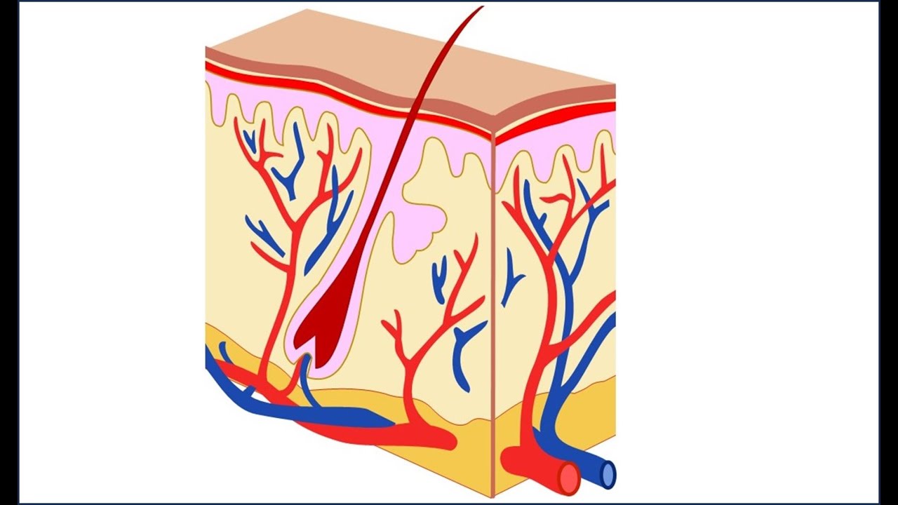 Blood circulation to the skin: How it warms you up and cools you down ...