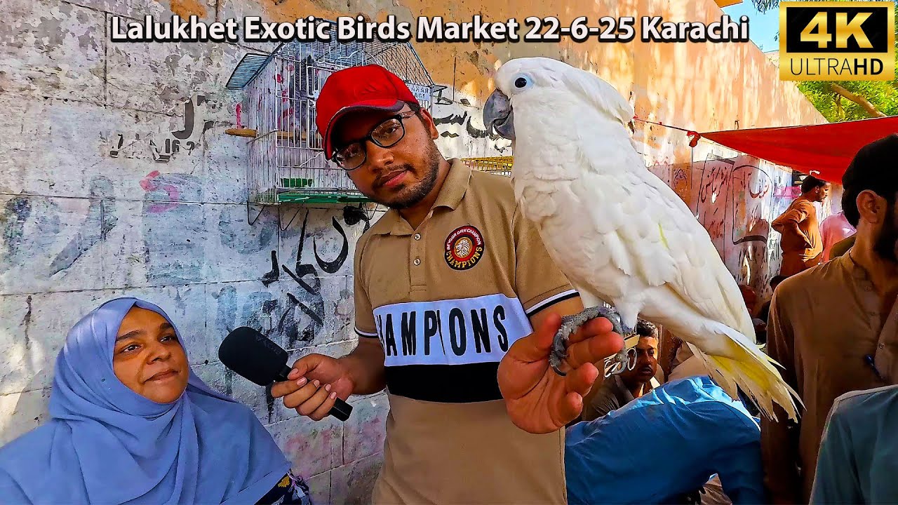 Lalukhet Exotic Birds Market 22-6-25 Karachi | Hen and Rooster Unique ...
