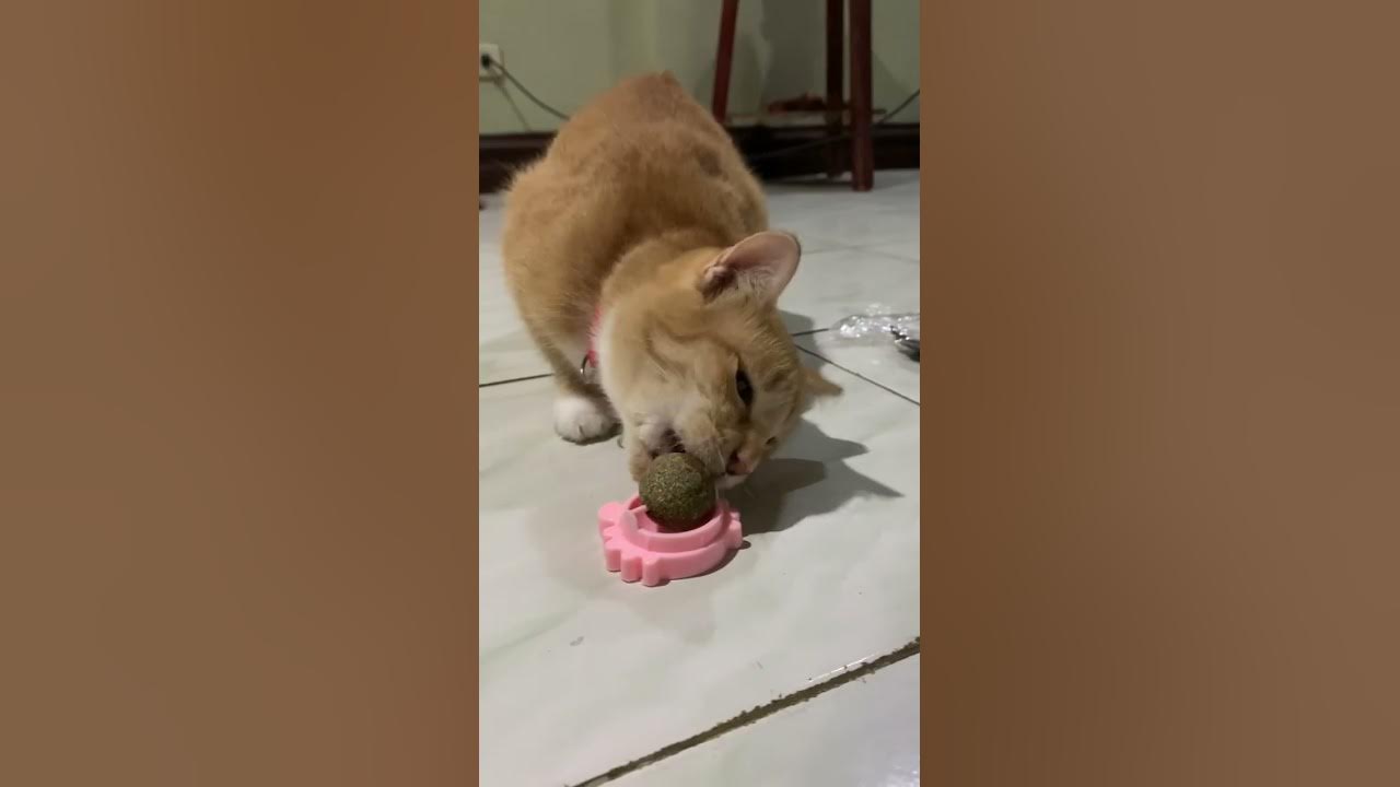 MY CAT TRIES CATNIP BALL FOR THE FIRST TIME - YouTube