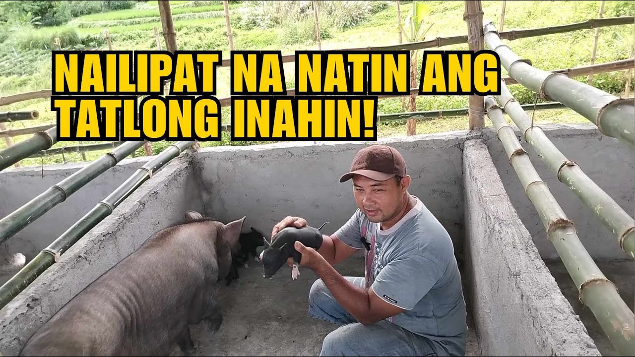 NAILIPAT NA NATIN ANG TATLONG INAHIN! - YouTube