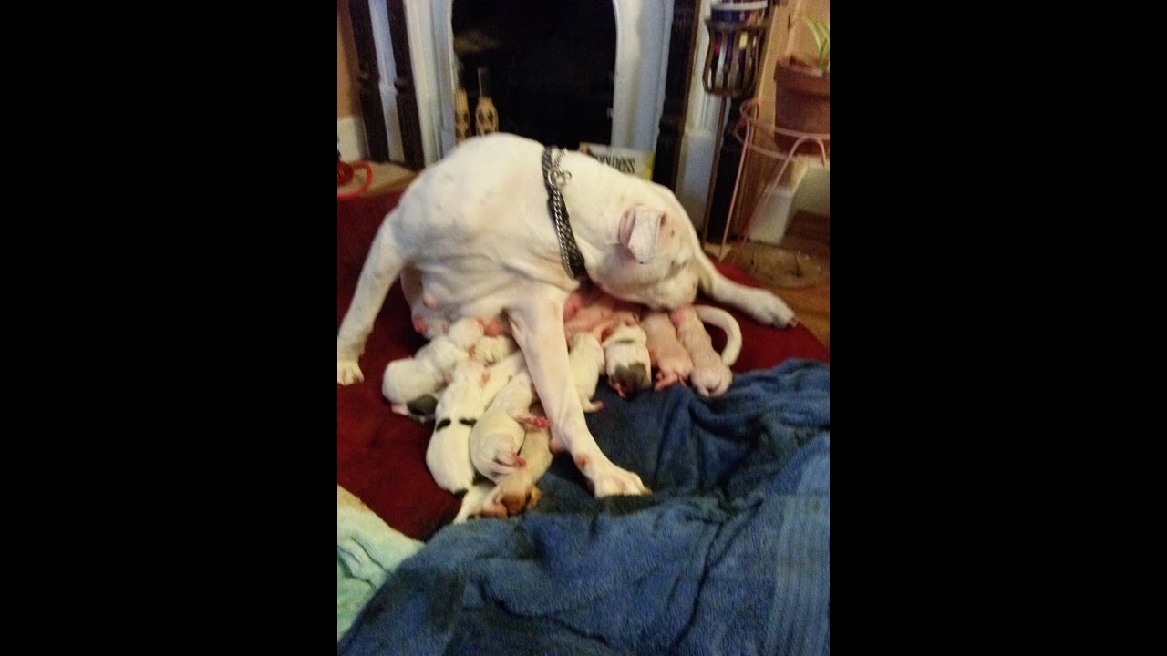 How we helped our dog give birth by opening the sac and cutting the ...