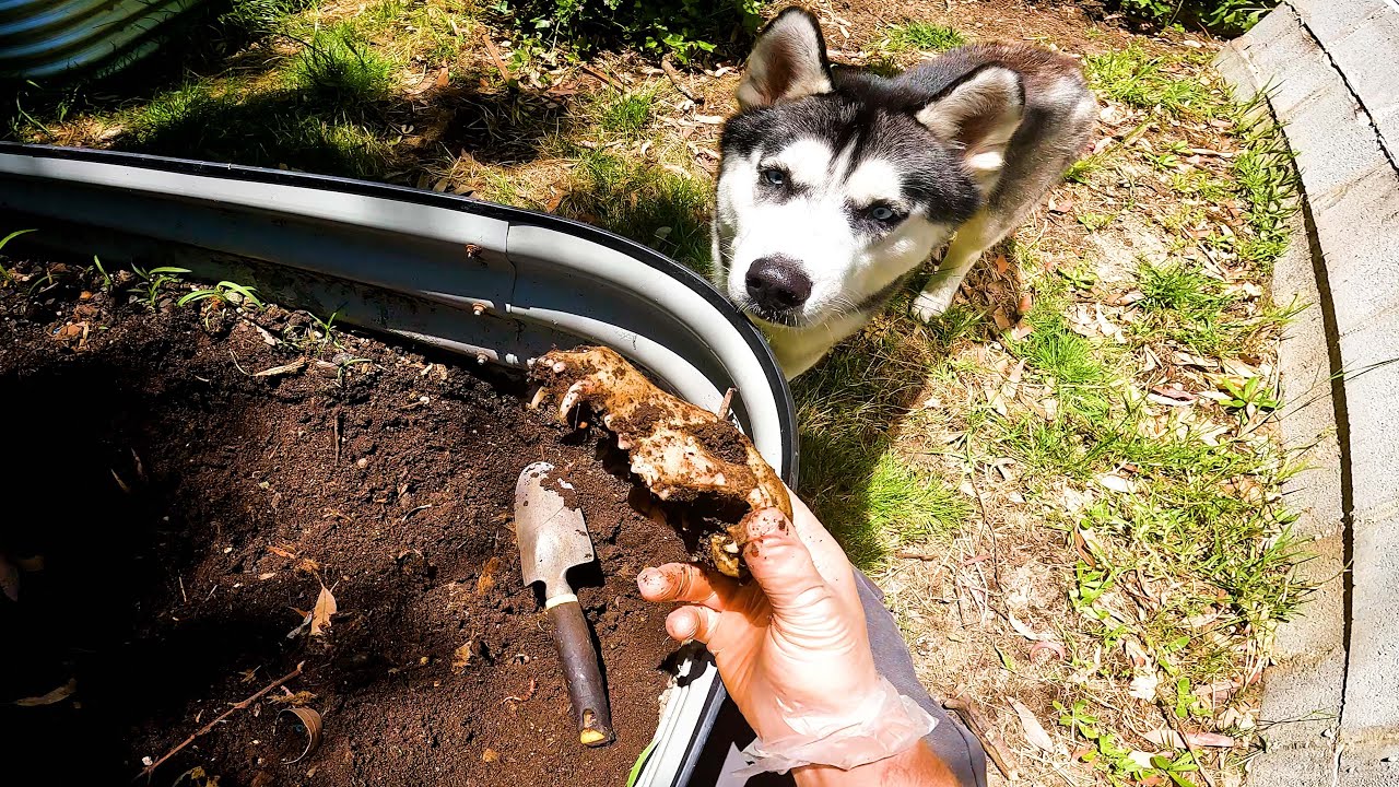 i dug up something gruesome.. - YouTube