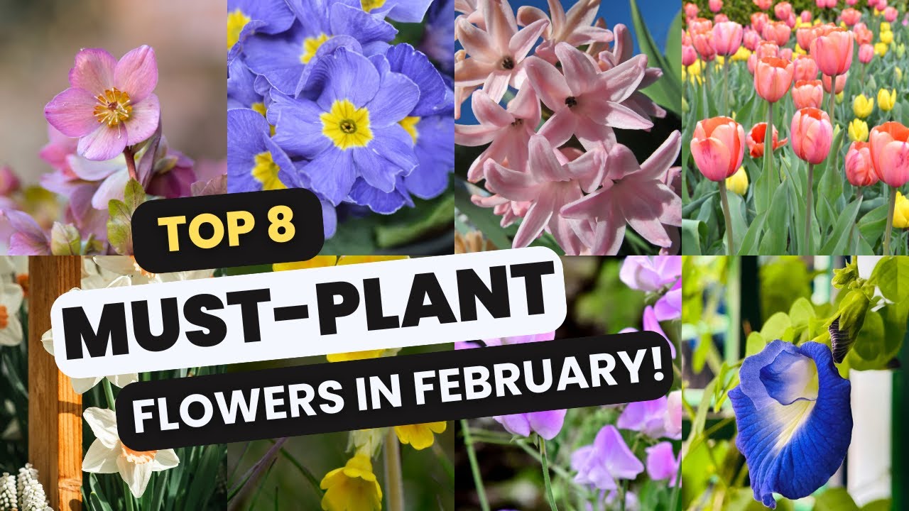 MUST PLANT Flowers in February! Get Ready for a Blooming Spring! 🌸🌿 ...