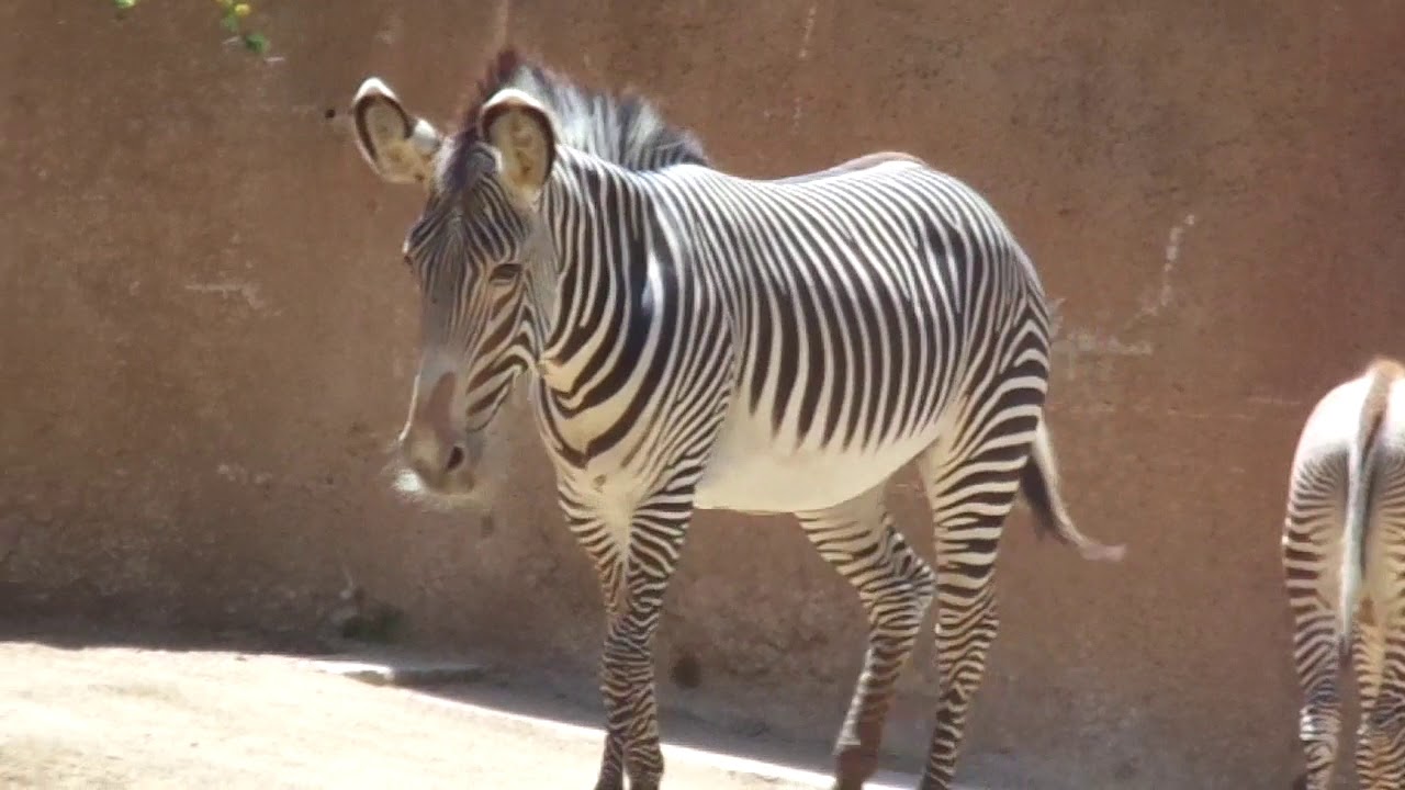 Grevy Zebra Kahlfani crying and his daughter グレビーゼブラ カルファニの鳴き声と娘 Los ...