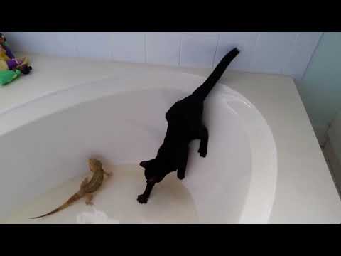 Timsah ile Kedi banyo Küvetinde olursa