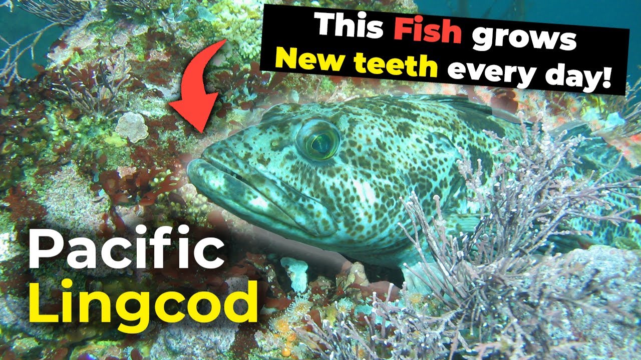 Fish With Teeth Fisherman Bags Record Catch With Mouthful Of 'human
