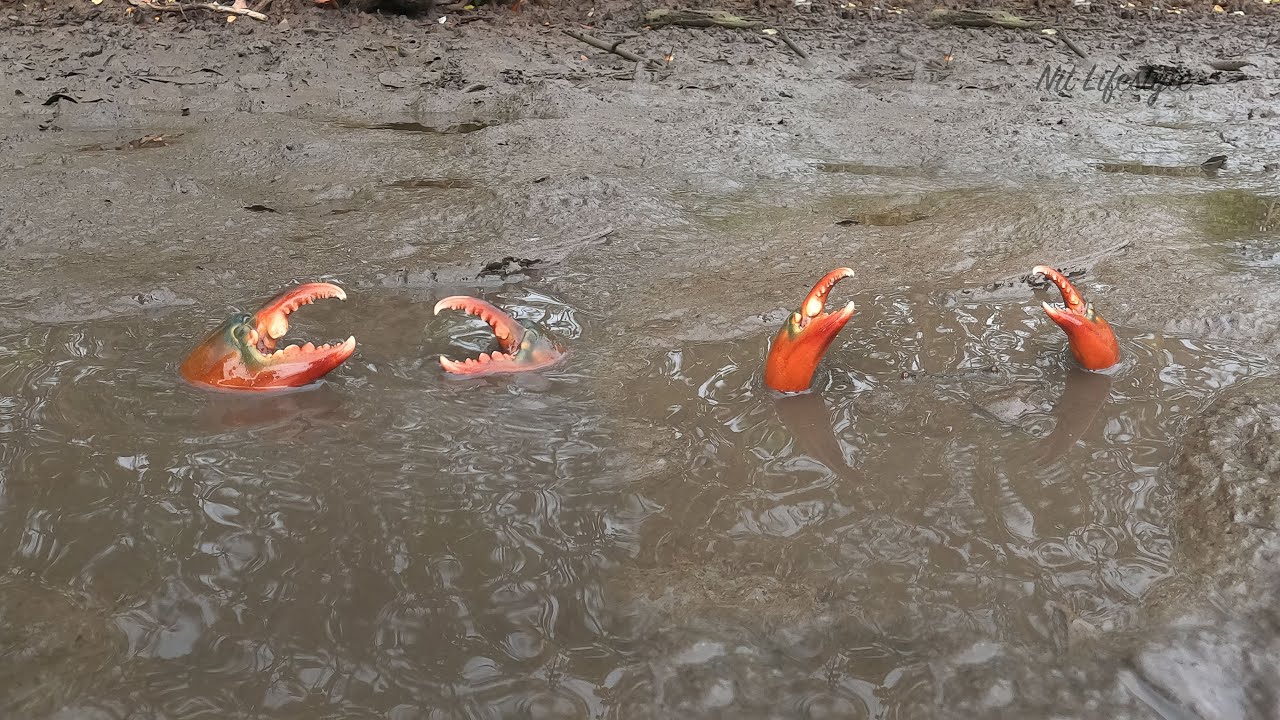 Amazing Catch Huge Mud Crabs at The Sea Swamp after Water Low Tide ...