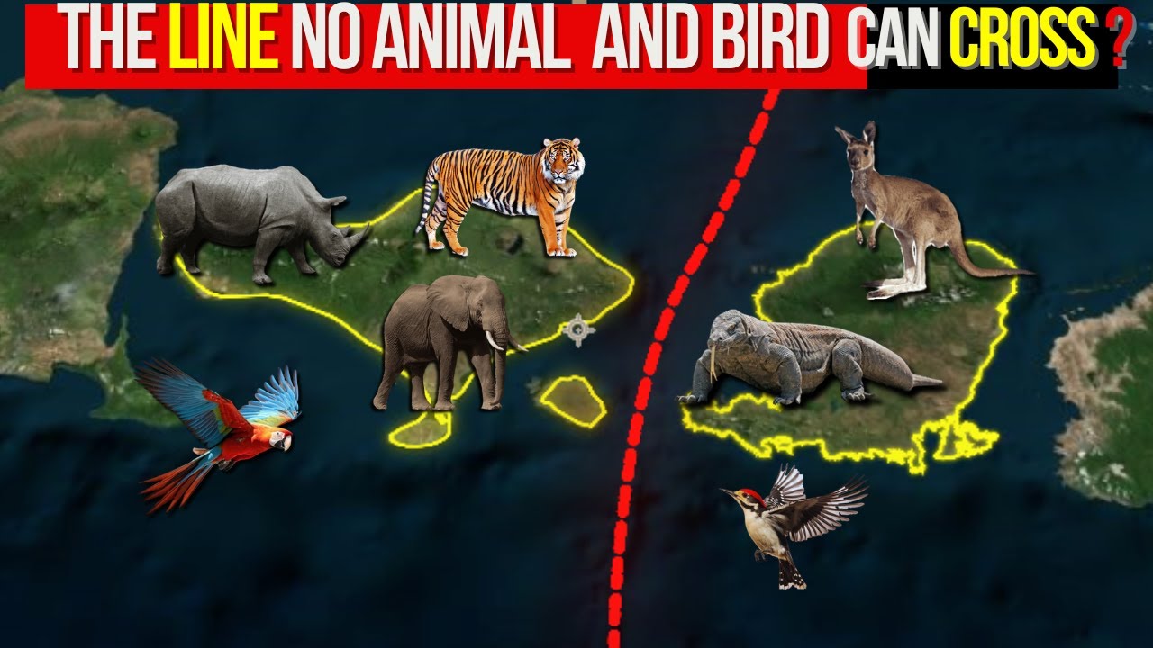 Why No Animal , Bird or Fish Can Cross This Mysterious Invisible Line ...
