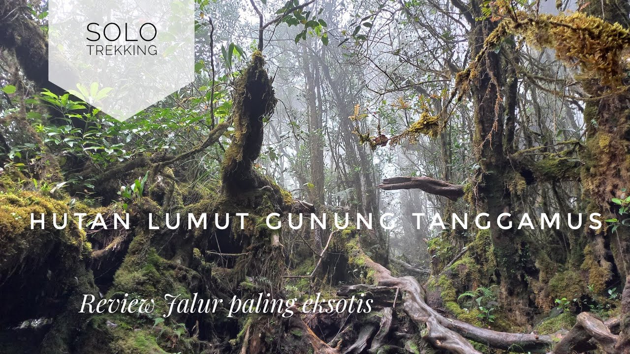 GUNUNG TANGGAMUS, pesona HUTAN LUMUT, review jalur pos 3,4,5 & Puncak ...