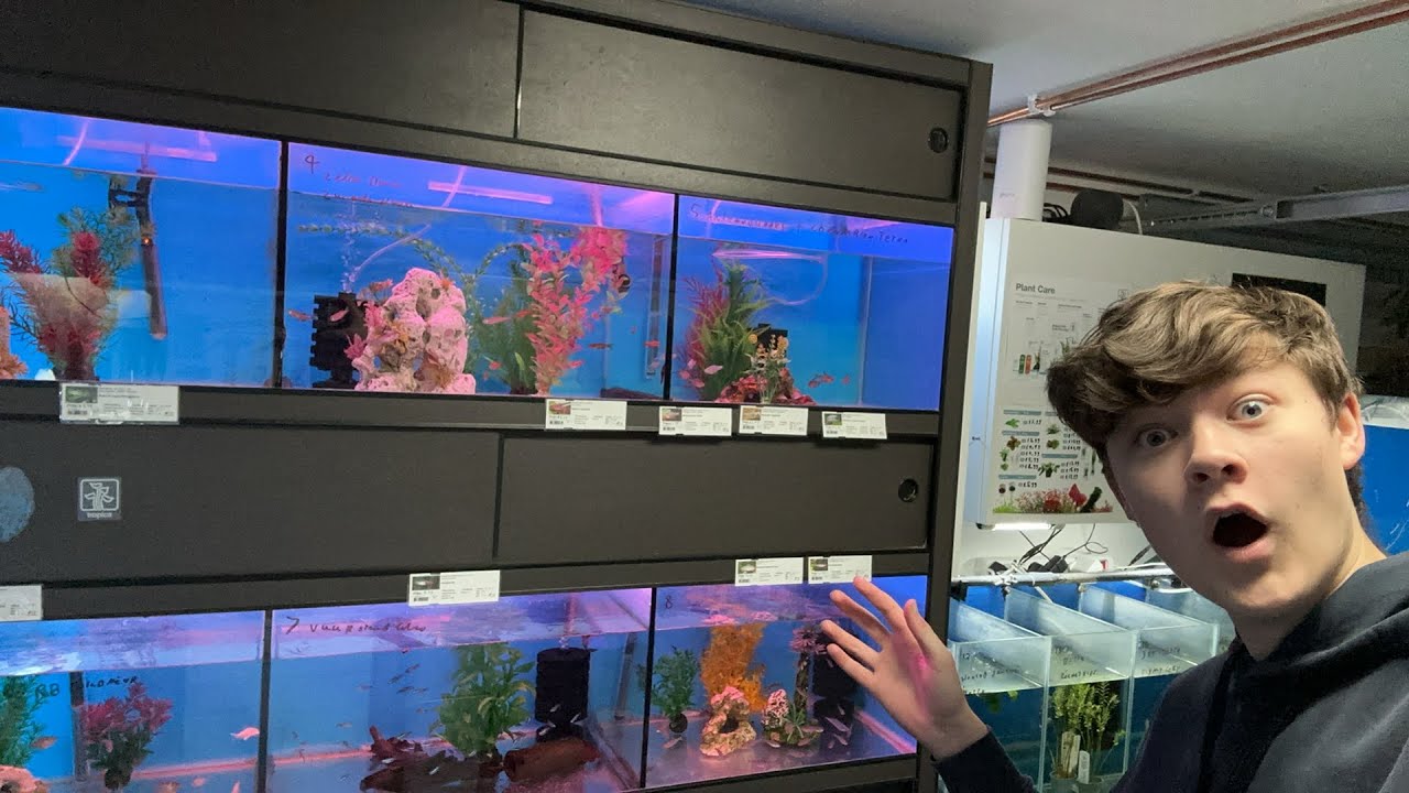 🔴 Live JT Keeping Fish // Preparing for a big fish shipment!! 🔴 - YouTube