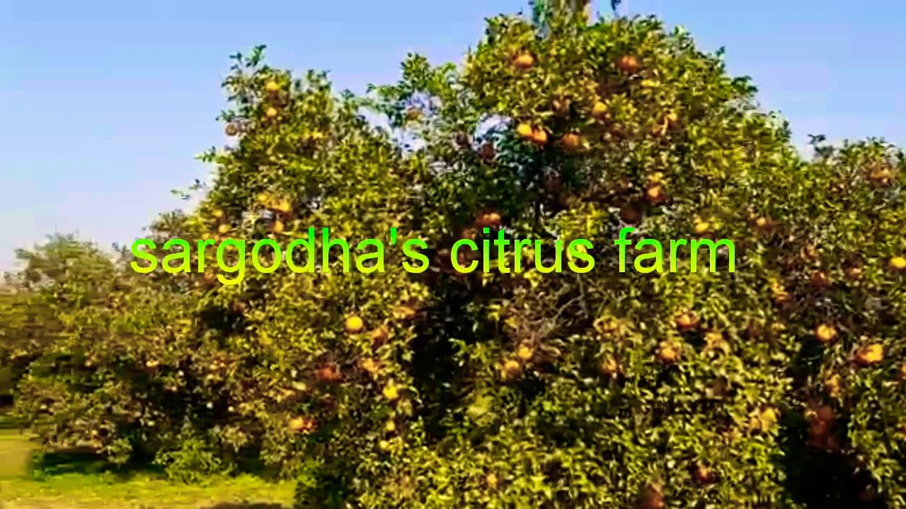 Citrus/orange harvesting/citrus farm/introduction - YouTube