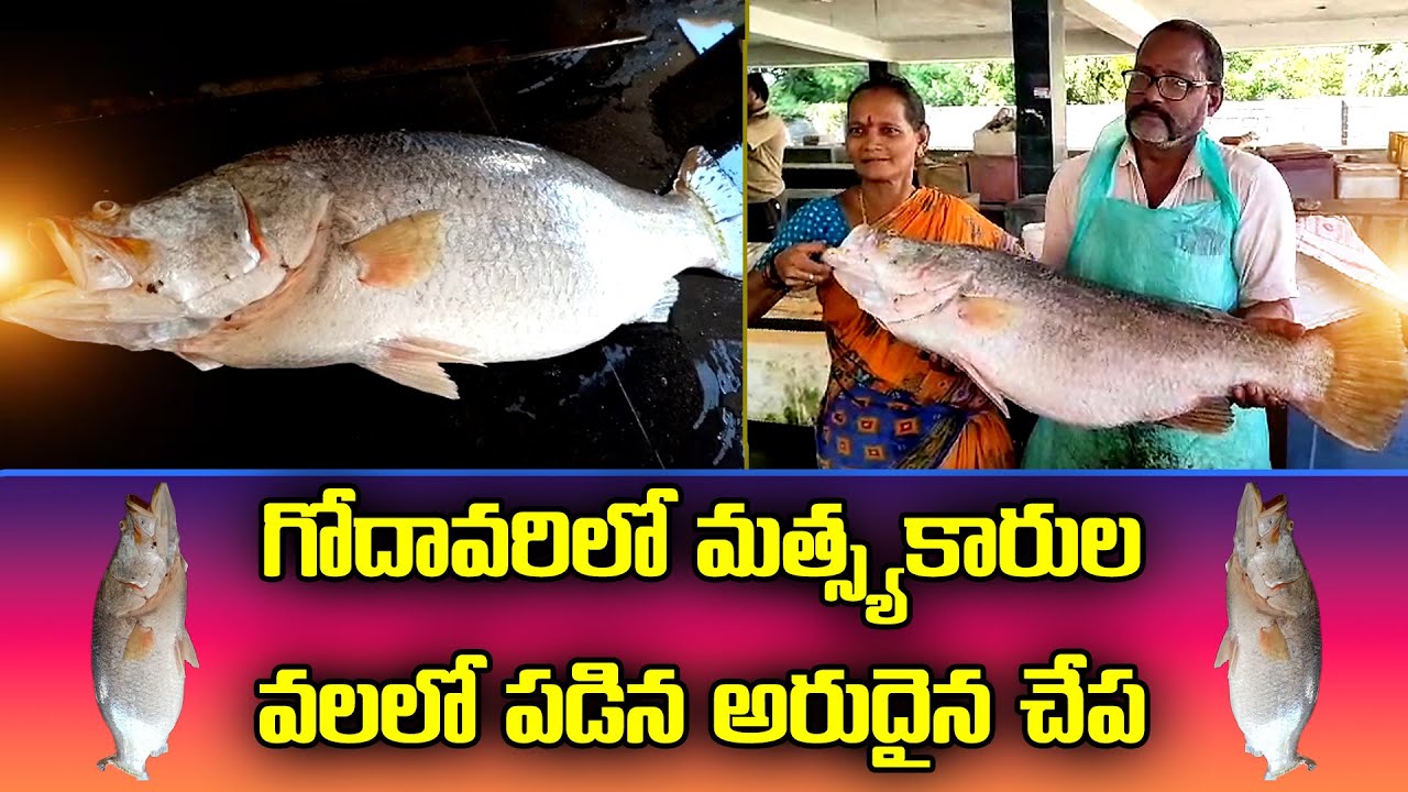 Rare Fish Named Pandugappa Caught by Fisherman @Godavari River | River Monster | Samayam Telugu ...