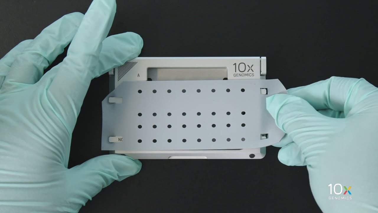 Single Cell Immune Profiling Protocol v2 | Assemble Chromium Next GEM ...