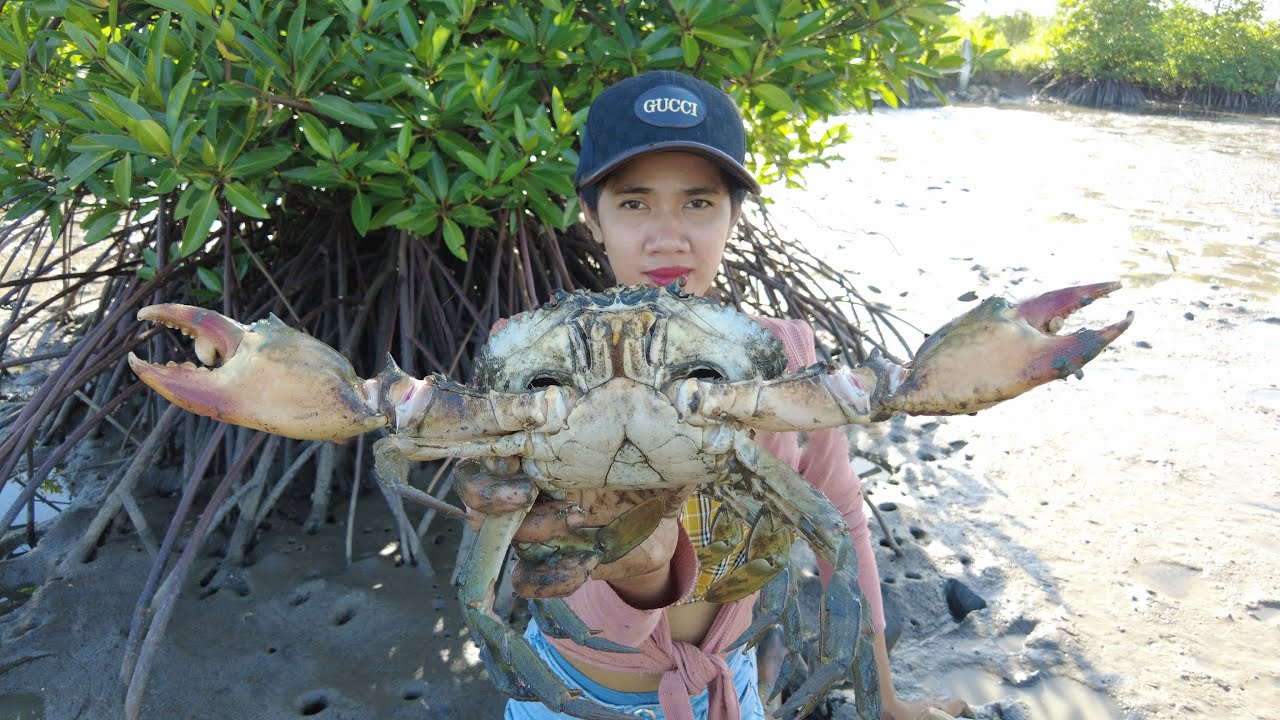 Unique Fishing - Catching Huge Mud Crabs at Swamp after Water Low Tide ...