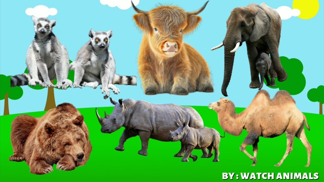 BELAJAR MENGENAL JENIS HEWAN MAMALIA | HEWAN MENYUSUI | KATEGORI HEWAN ...