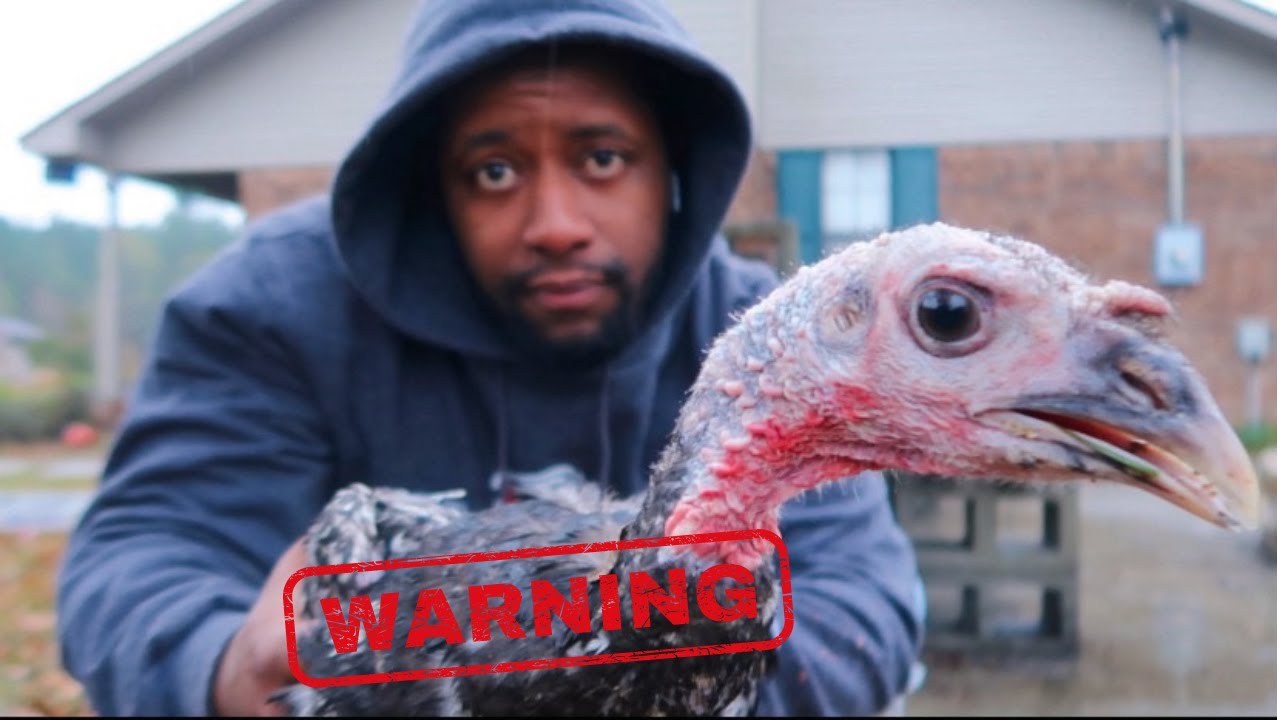 How to Butcher/ Cull A Lame Turkey - Step By Step Guide (Graphic) - YouTube