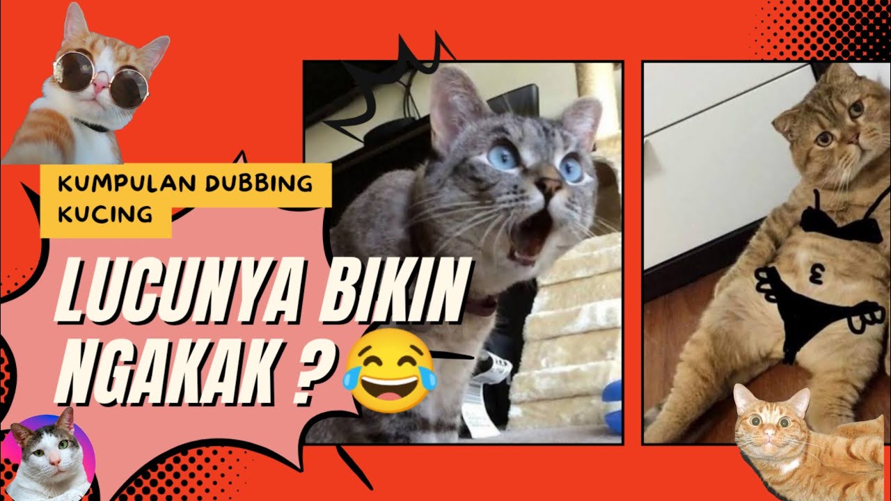 Kucing Ngomong?! Dubbing Kucing Lucu yang Bikin Ngakak! - YouTube