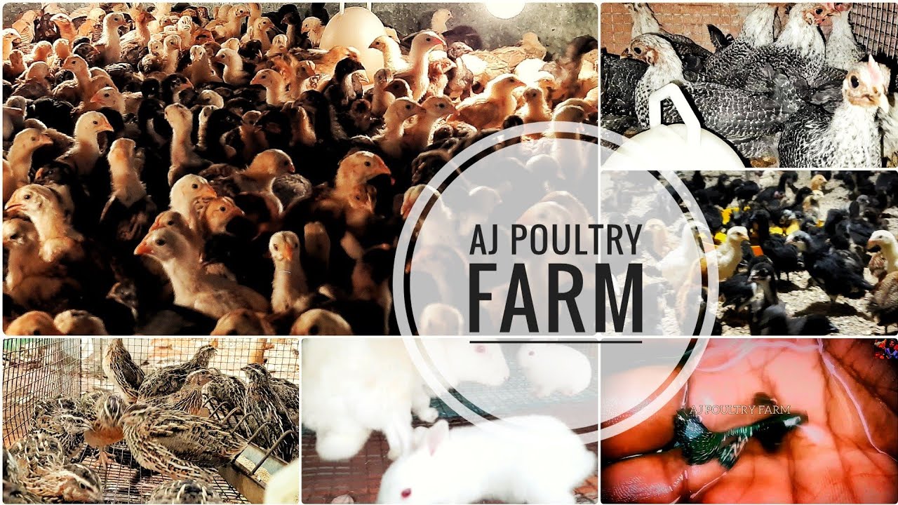 AJ POULTRY FARM NADAIKAVU _KANNIYAKUMARI DIST_All types of Hens,Rabbits ...