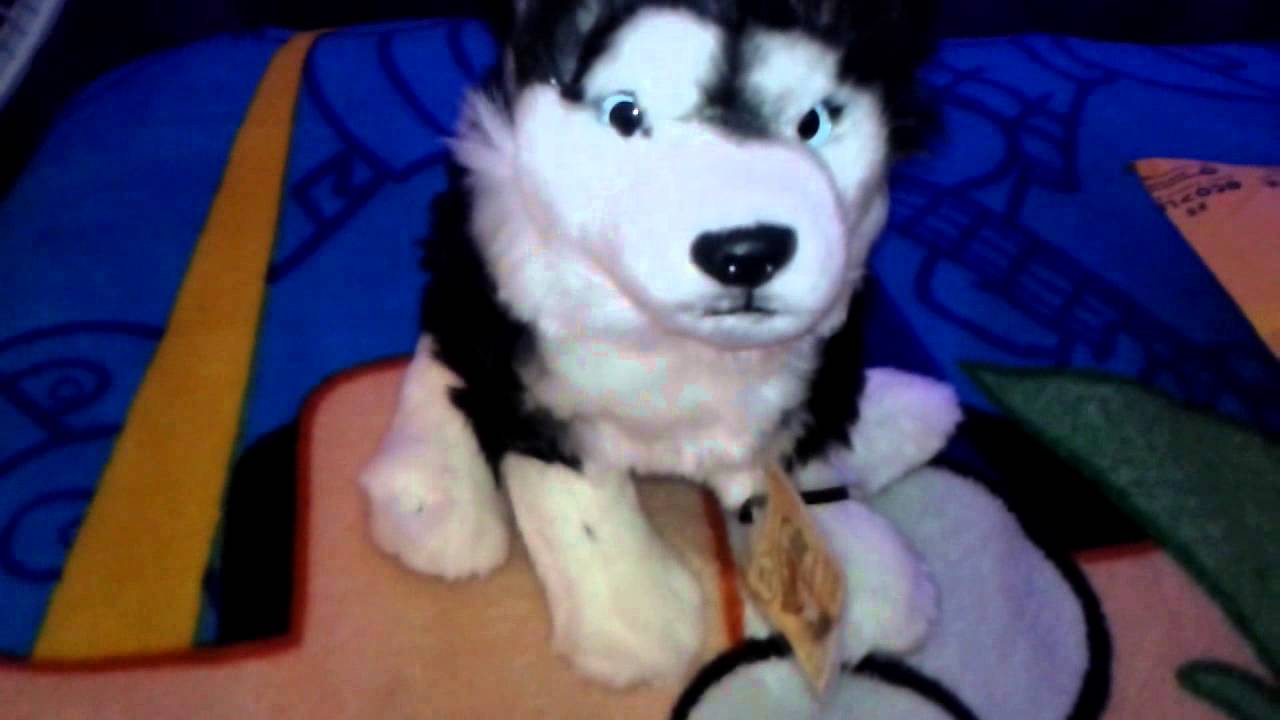 Package opening, Webkinz Signature Siberian Husky! - YouTube