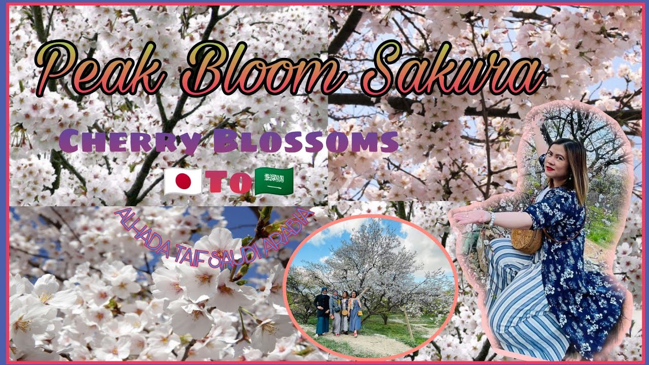 Full Bloomed Sakura||Cherry Blossoms||ALHADA TAIF Saudi arabia||Newest ...