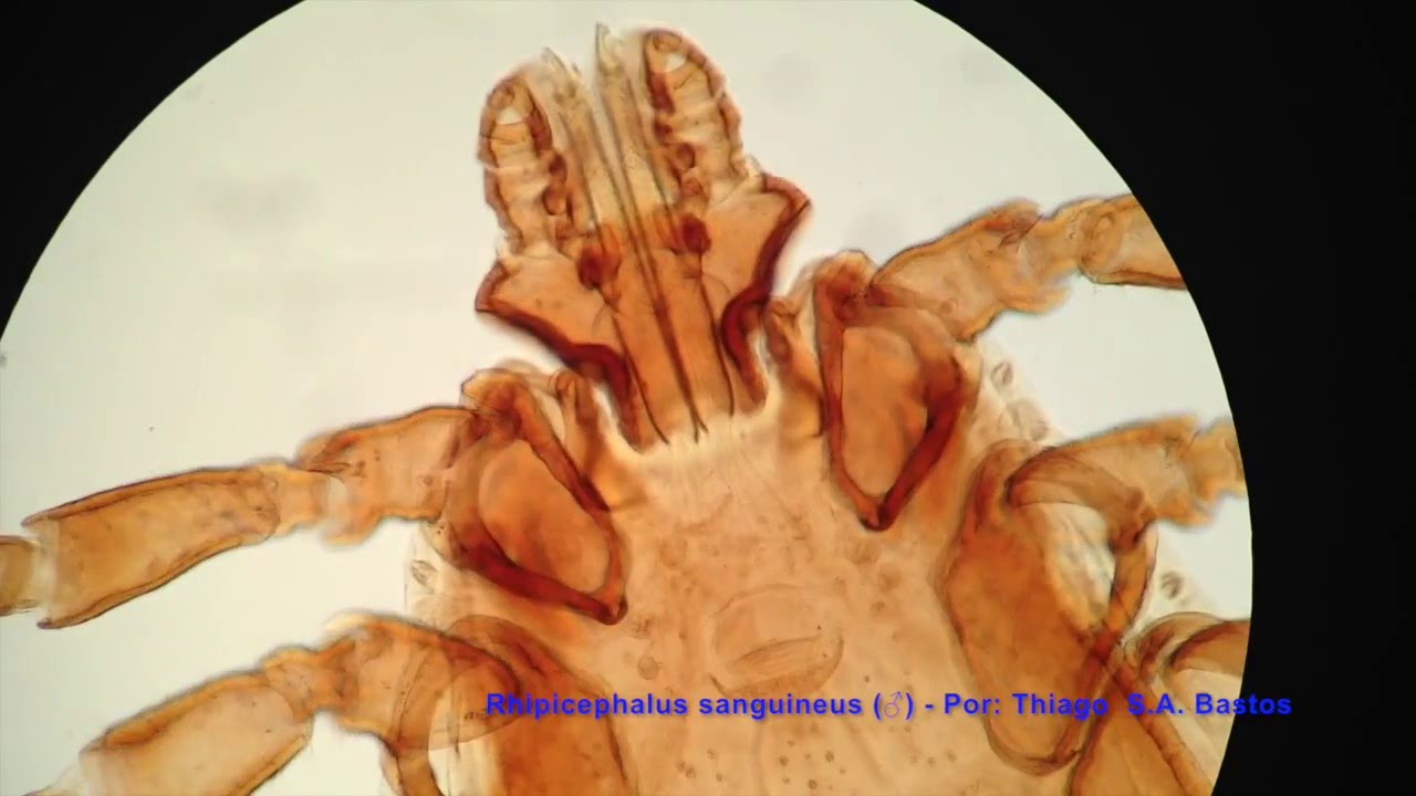 Rhipicephalus Sanguineus Engorged Ticks Attached To The