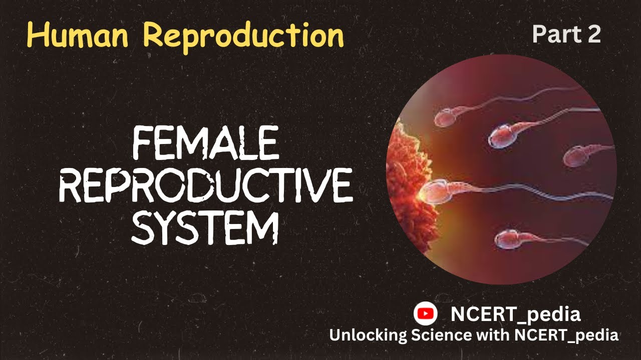 Female Reproductive System, Human Reproduction, NCERT, Class 12th, PART ...